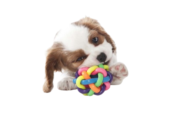 Lightning Dog USA
